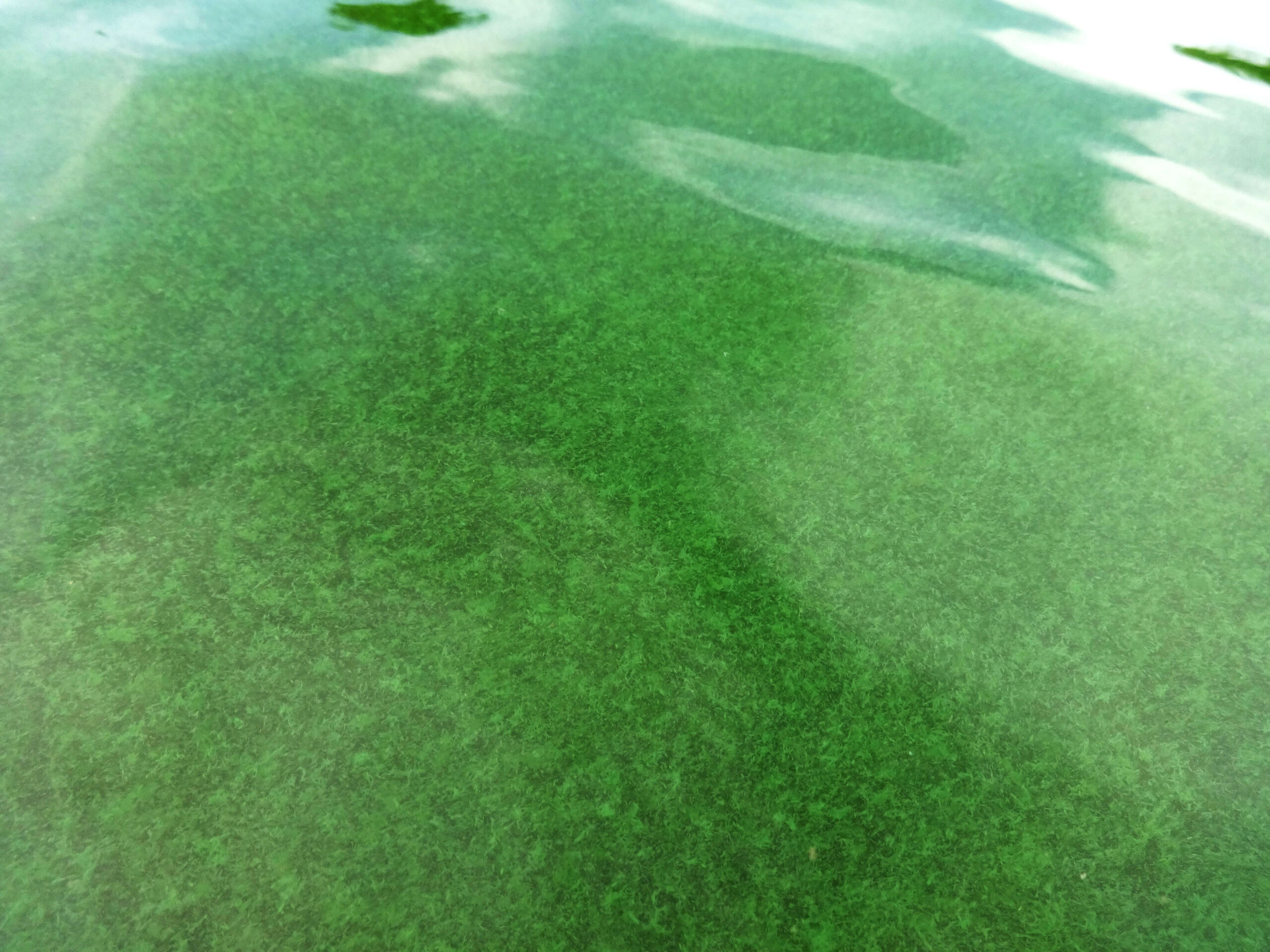 Pool Algae in North Kingston | Coventry Pool Care Company